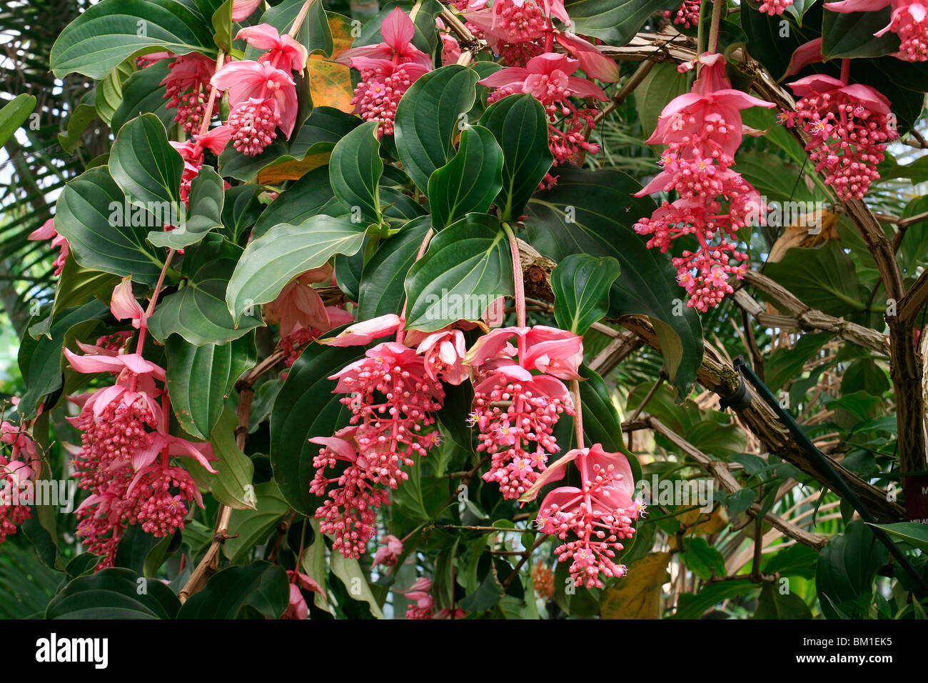 Medinilla magnifica, rose grape Stock Photo - Alamy