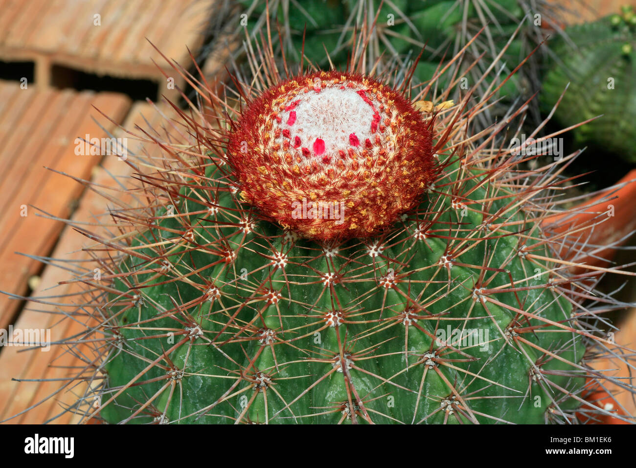 Melocactus sp hi-res stock photography and images - Alamy