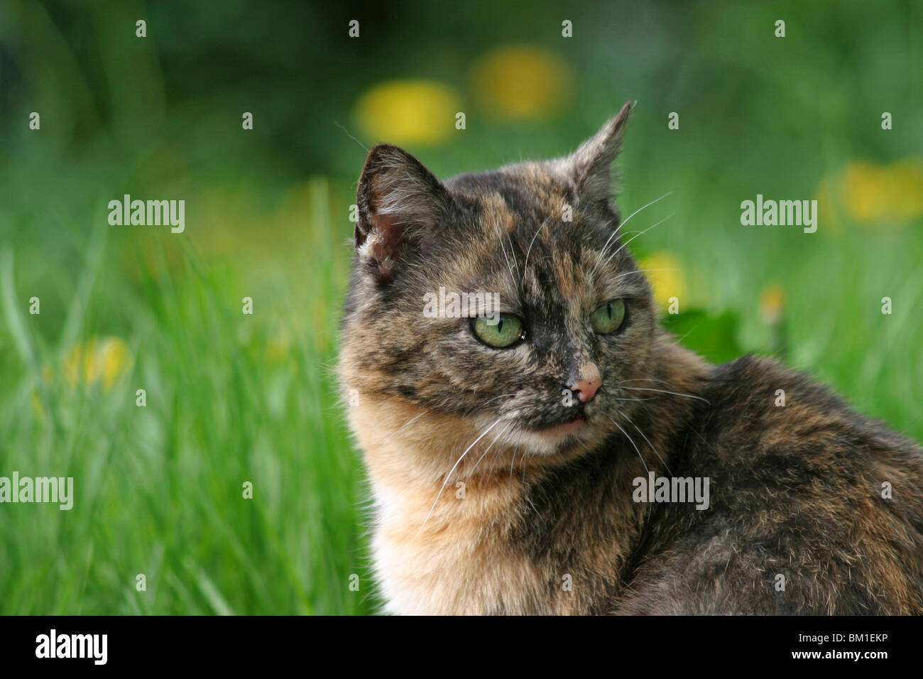 Female cat head hi-res stock photography and images - Alamy