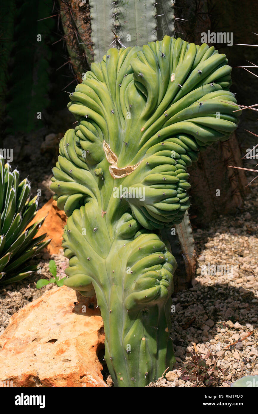 Myrtillocactus geometrizans f. cristata, crested cactus, cactus ...