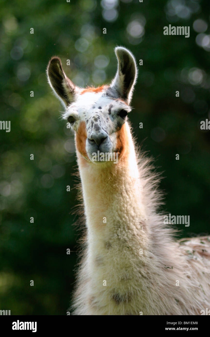 Ein lama hi-res stock photography and images - Alamy