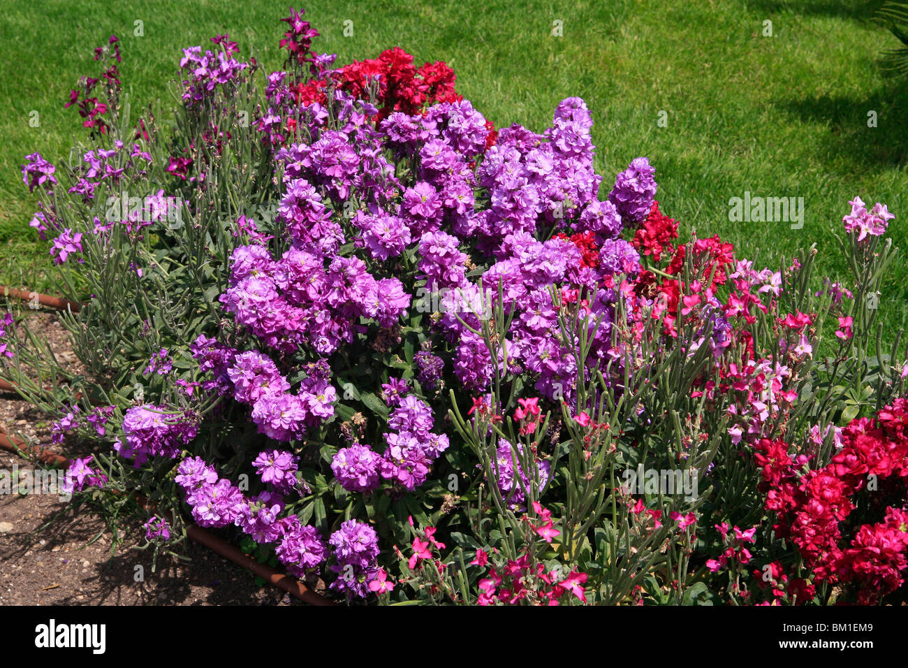 Matthiola incana "Cinderella Purple", stock, violaciocca Stock Photo ...