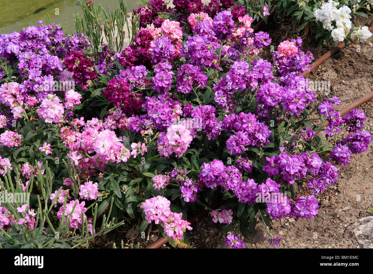 Matthiola incana "Cinderella Purple", stock, violaciocca Stock Photo ...