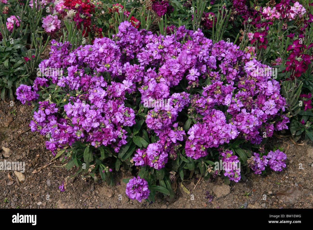 Matthiola incana "Cinderella Purple", stock, violaciocca Stock Photo ...