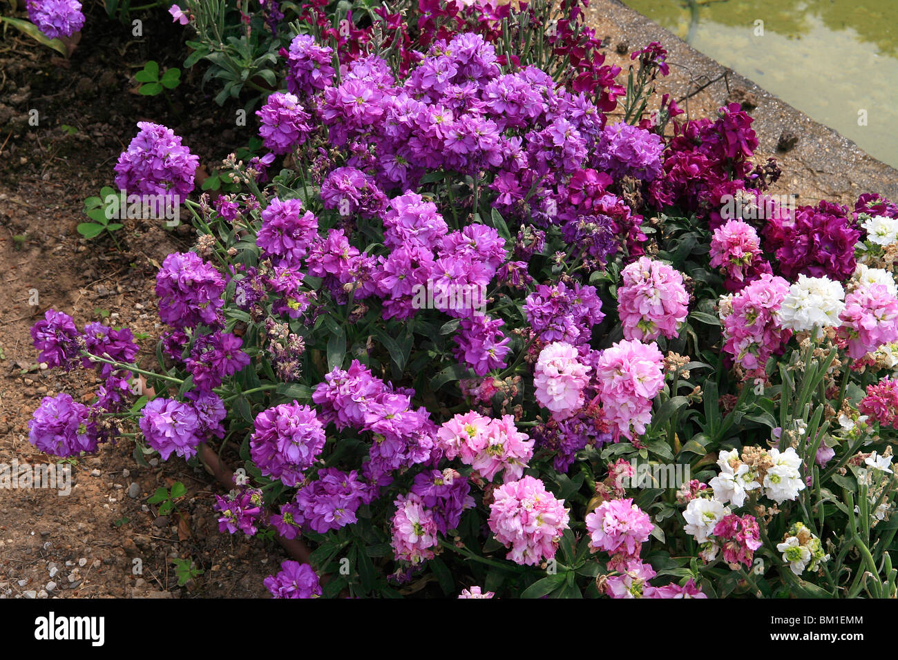 Matthiola incana "Cinderella", stock, violaciocca Stock Photo - Alamy