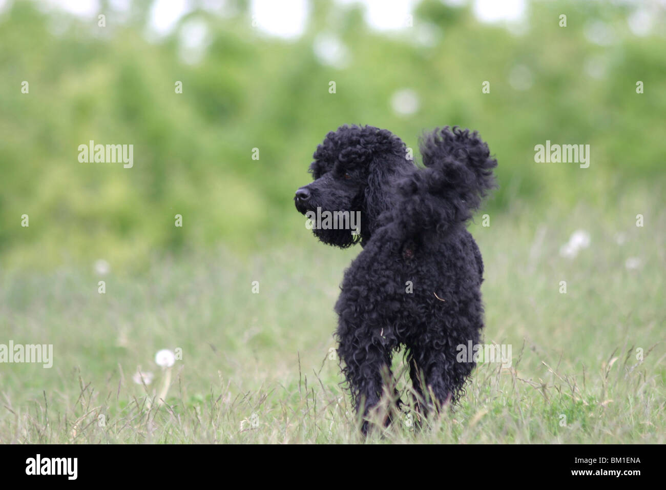 Black locks hi-res stock photography and images - Alamy