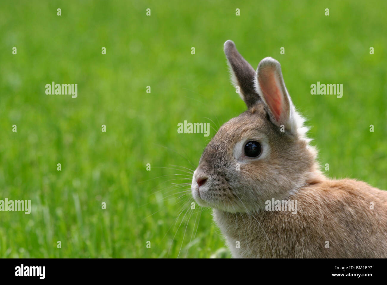 Animal portrait profile hi-res stock photography and images - Alamy