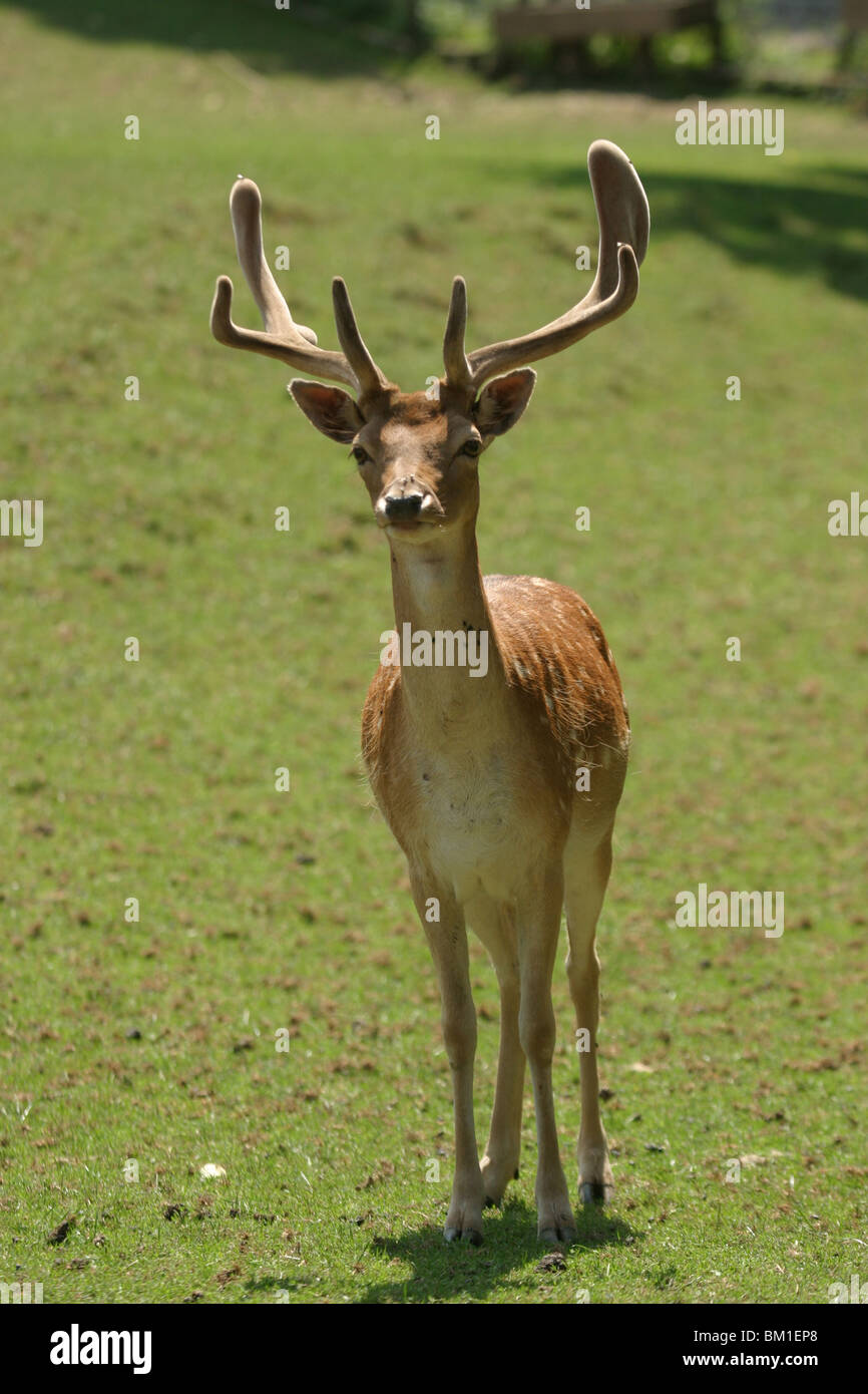 Damwild / fallow deer Stock Photo - Alamy