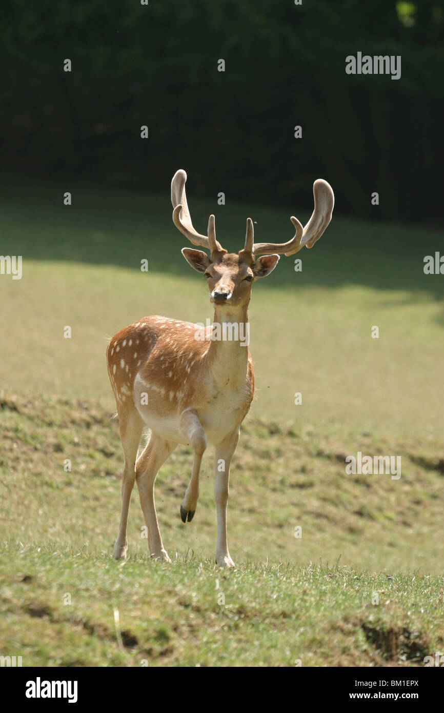 Damwild wiese hi-res stock photography and images - Alamy
