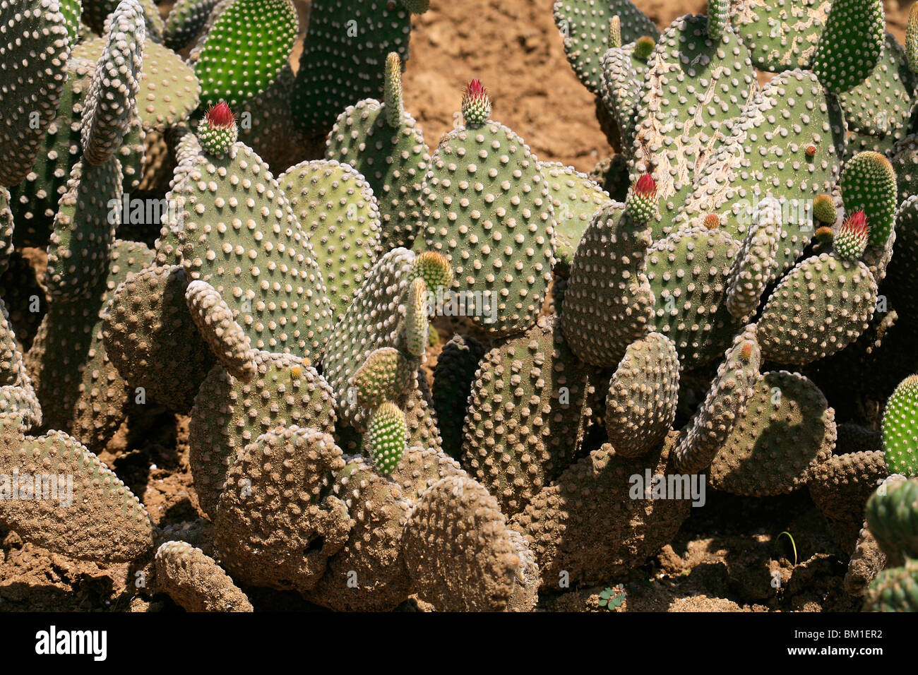 Microdasys hi-res stock photography and images - Alamy