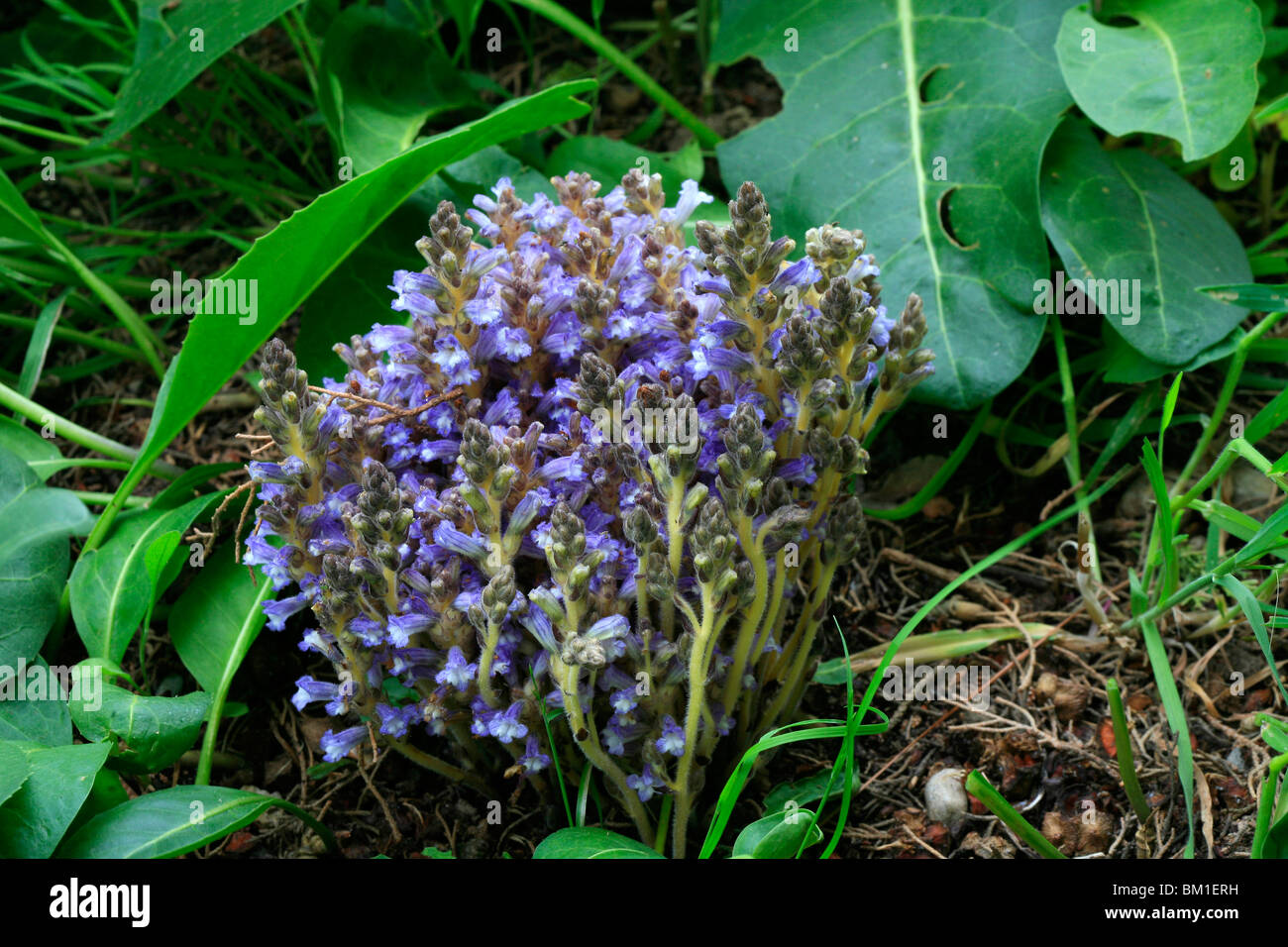 Orobanche plant hi-res stock photography and images - Alamy