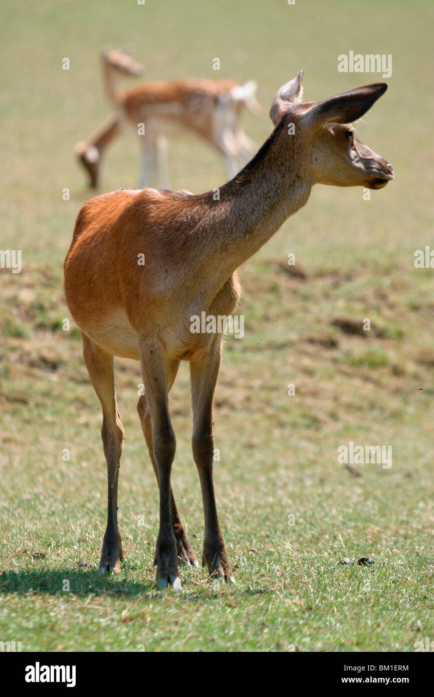 Rotwild / red deer Stock Photo - Alamy