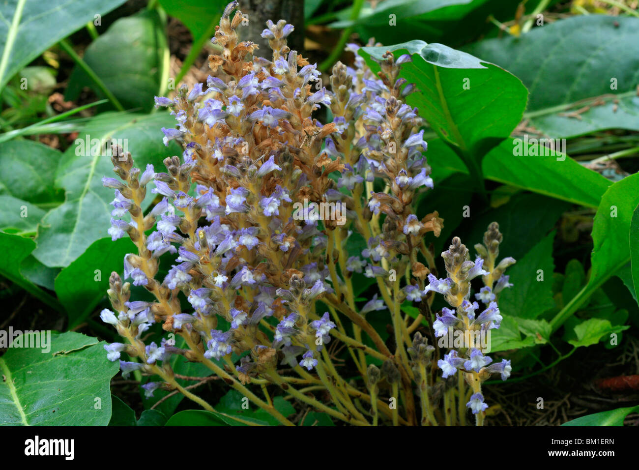 Orobanche aegyptiaca, Egyptian broomrape Stock Photo - Alamy