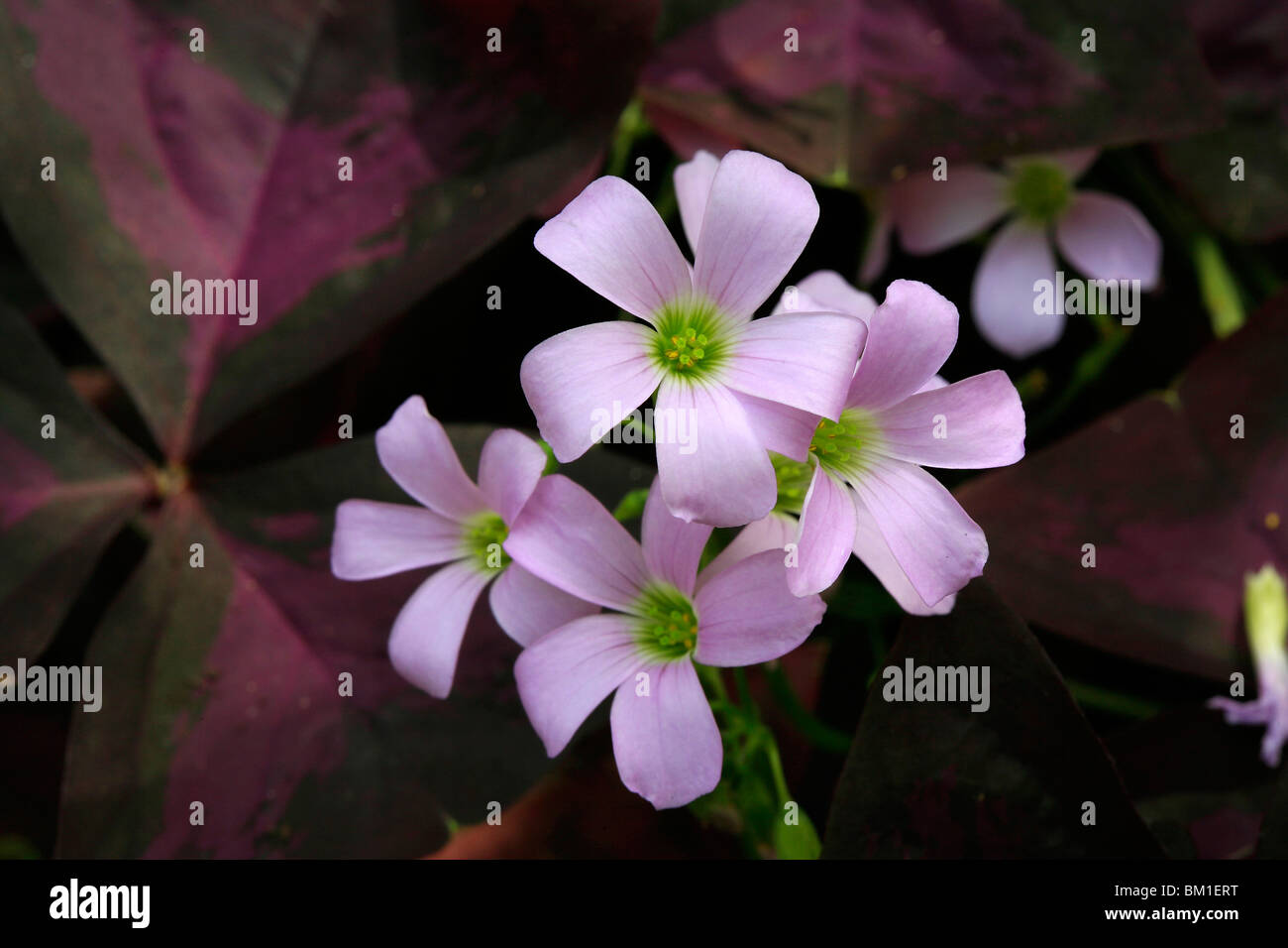 Oxalis triangularis hi-res stock photography and images - Alamy