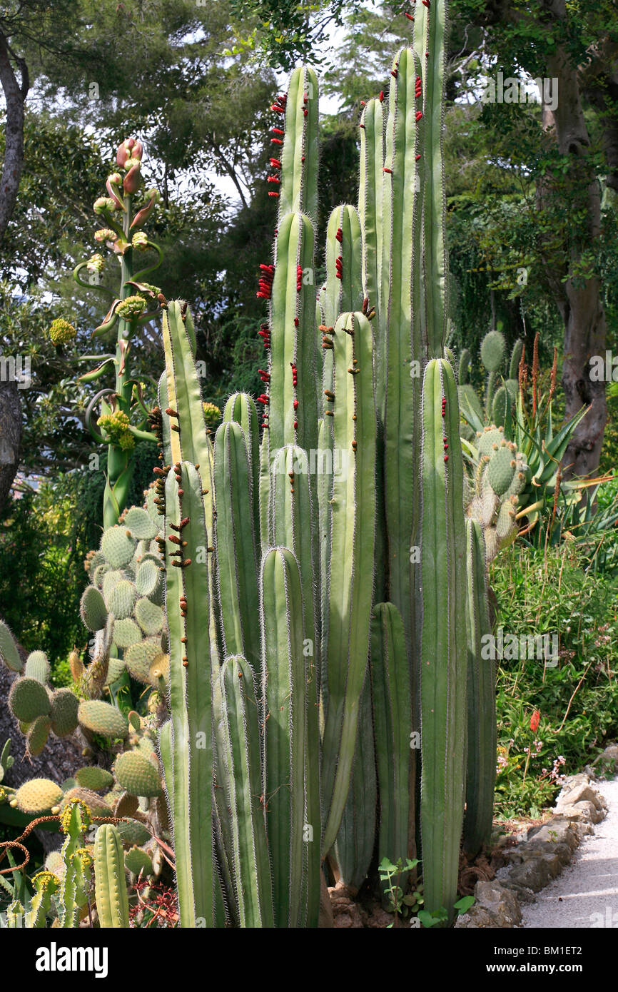 Pachycereus marginatus, cactus Stock Photo - Alamy