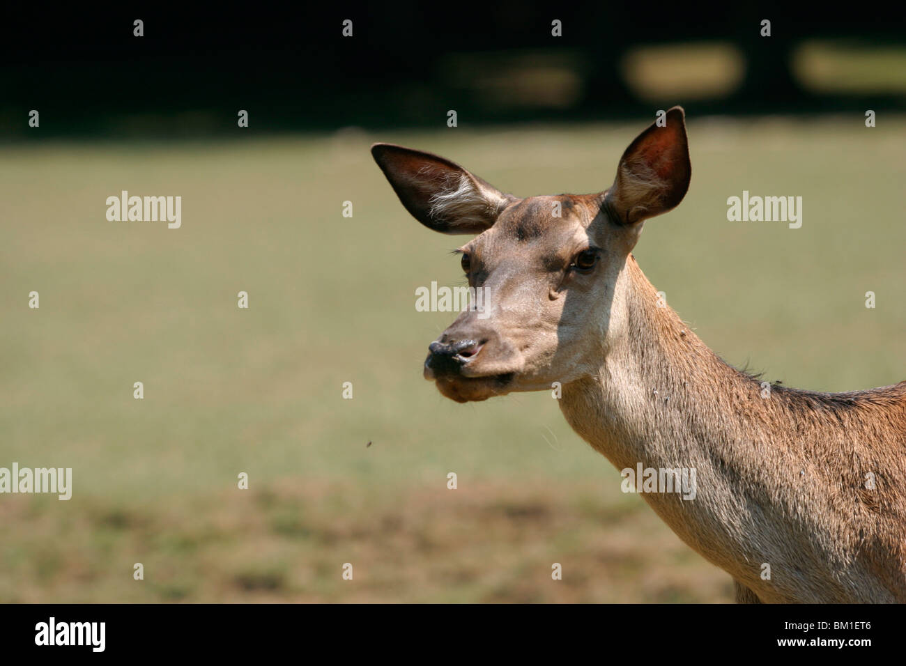 Rotwild hirschkuh kopf hi-res stock photography and images - Alamy
