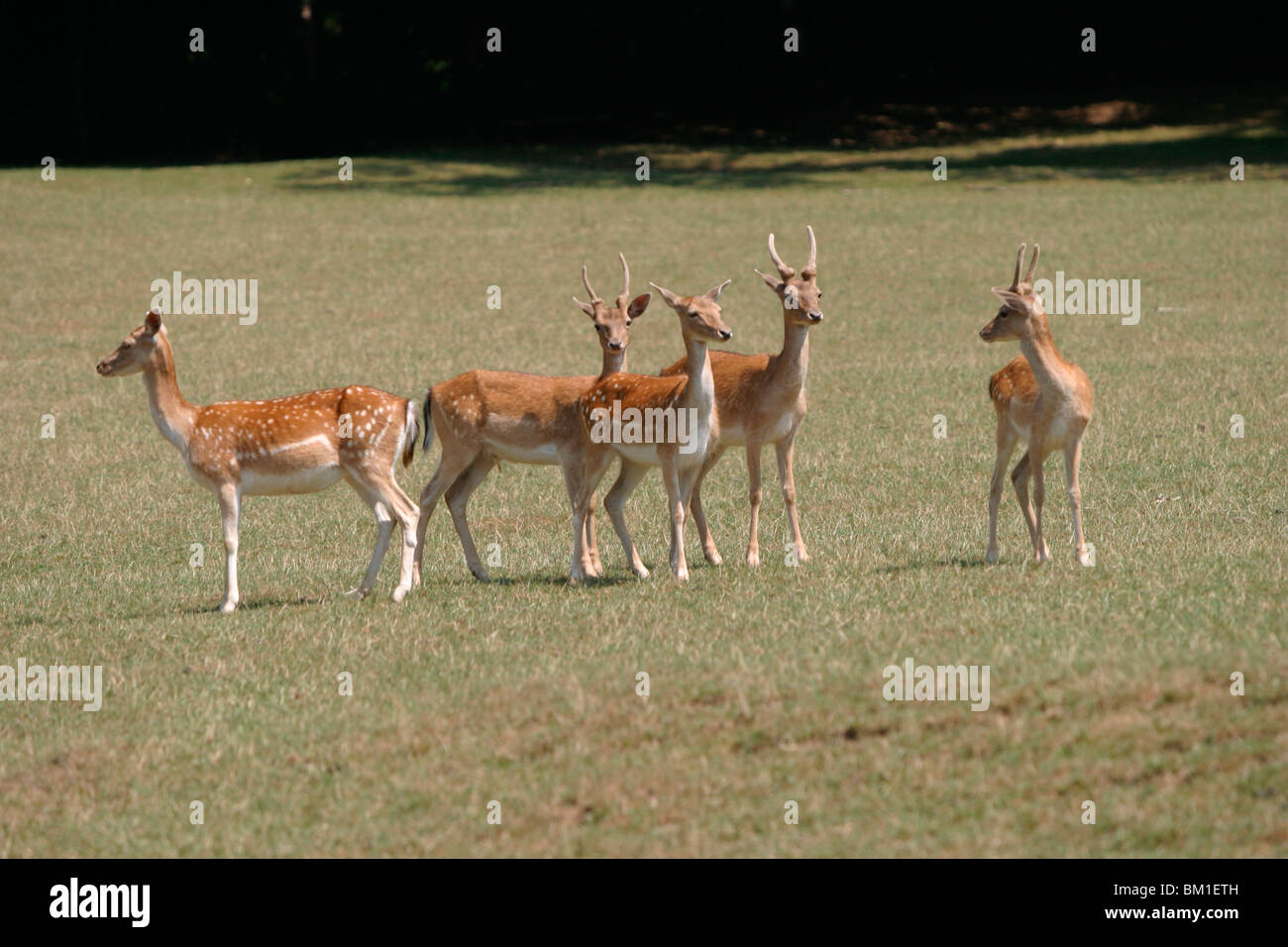 Herde damwild hi-res stock photography and images - Alamy