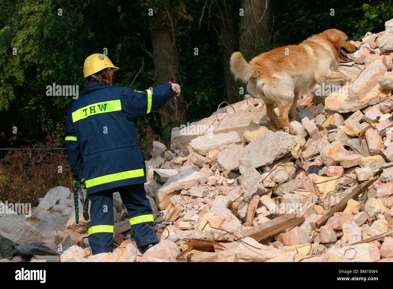 Rettungshund beim Training / rescue dog Stock Photo - Alamy