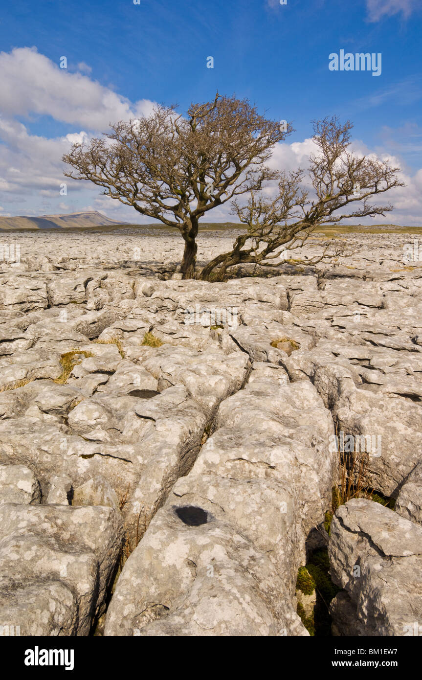 Tree growing through the Limestone pavement of White Scars, Yorkshire ...