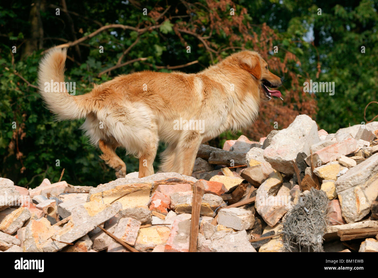 Rettungshund beim Training / rescue dog Stock Photo - Alamy