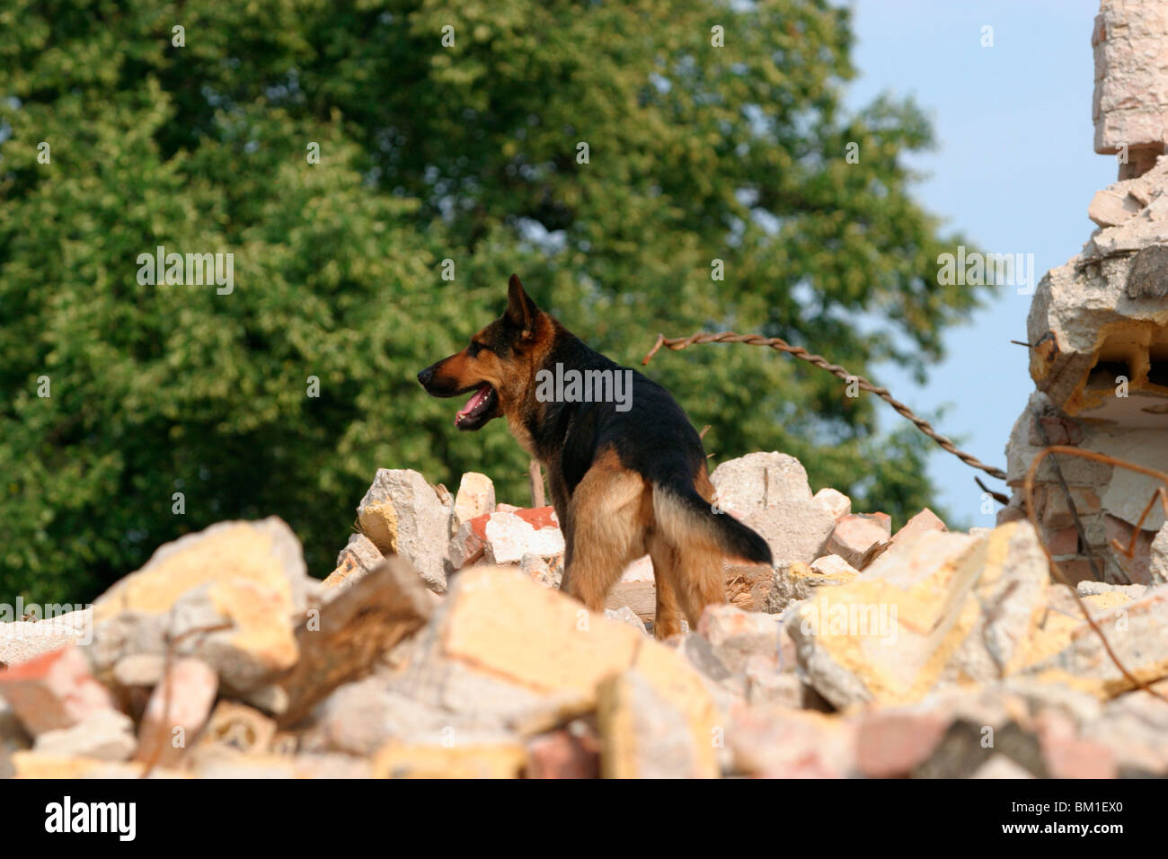 Rettungshund beim Training / rescue dog Stock Photo - Alamy