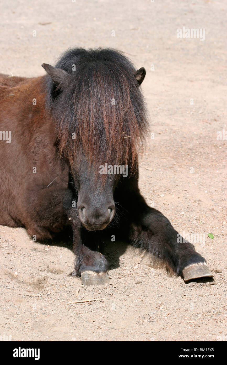 Dark bay shetland pony hi-res stock photography and images - Alamy