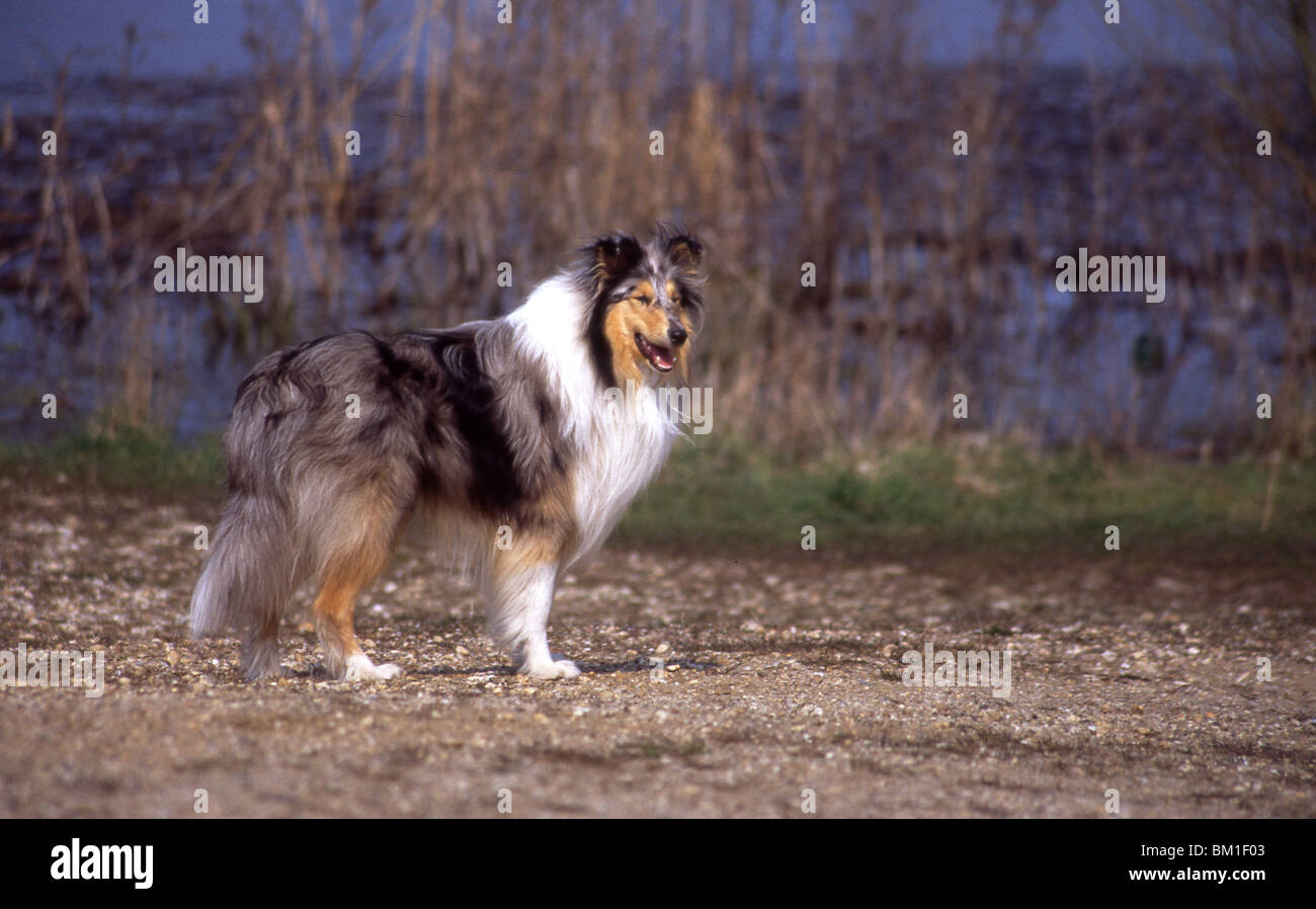 Rough and smooth collie hi-res stock photography and images - Alamy