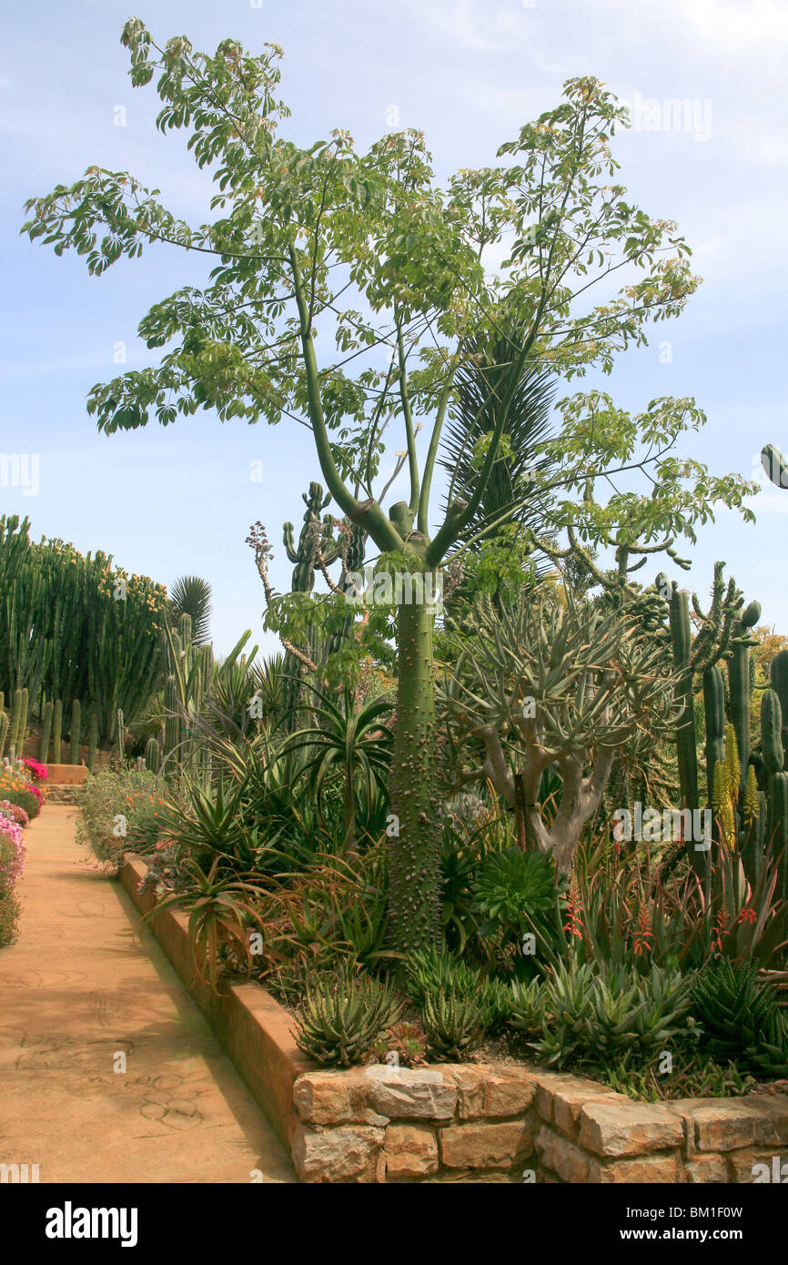 Chorisia Insignis Tree Stock Photos & Chorisia Insignis Tree Stock ...