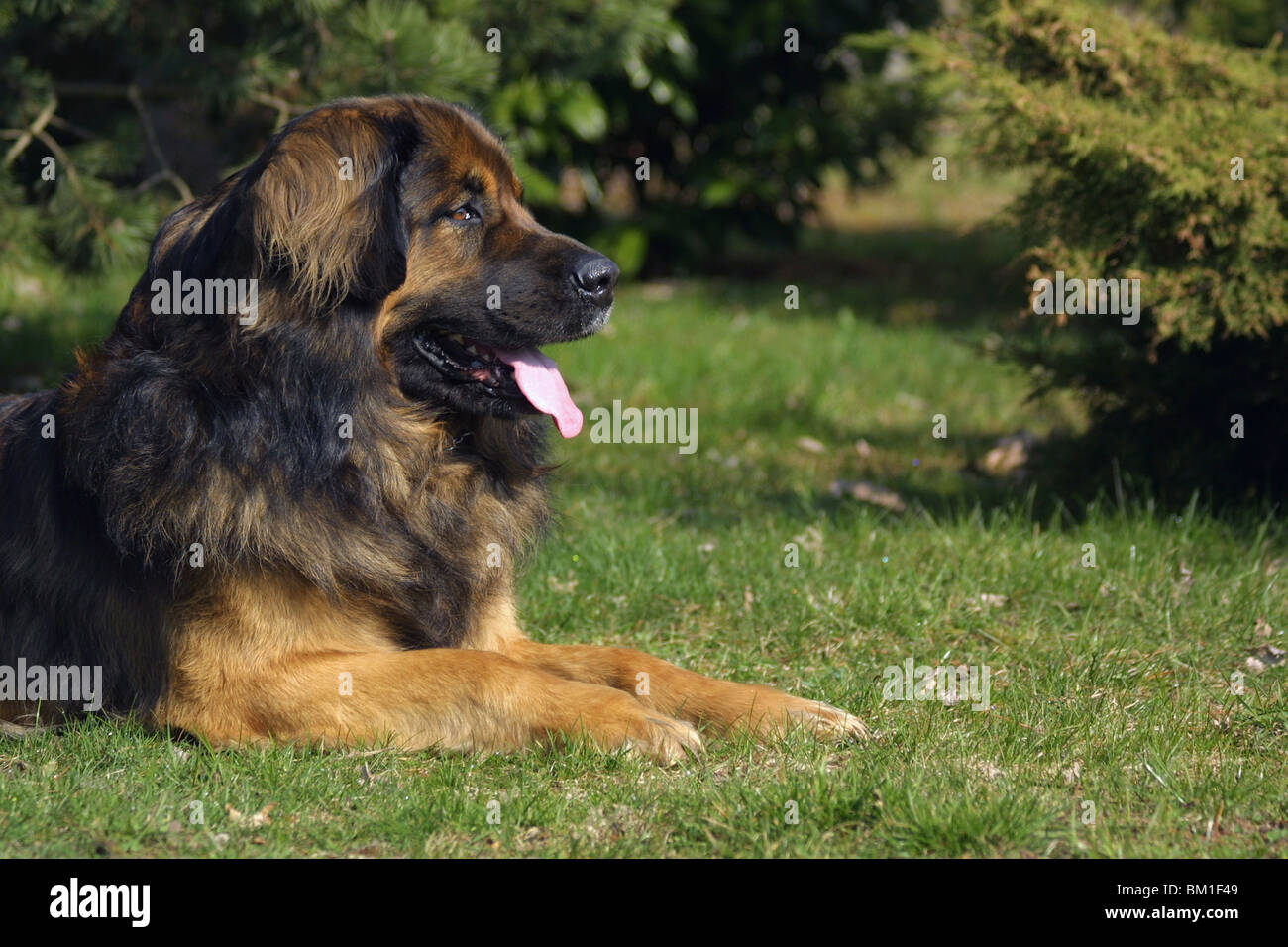 Leonberger profile hi-res stock photography and images - Alamy