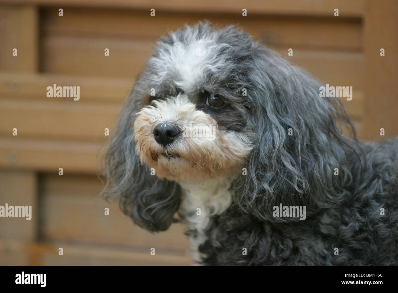 Bolonka Zwetna Portrait Stock Photo - Alamy