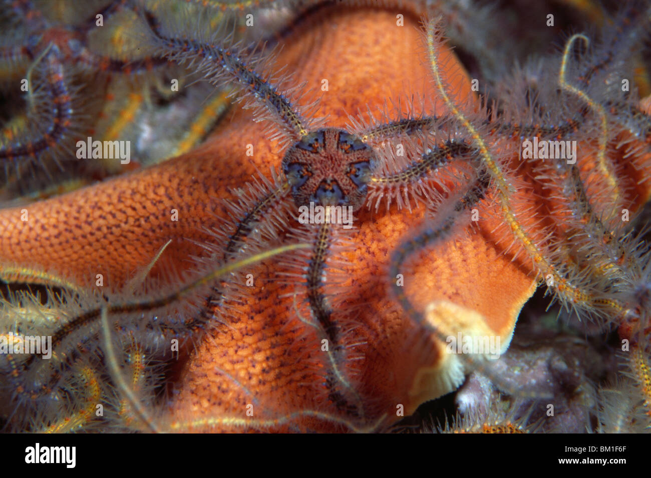 Ophionereis schayer hi-res stock photography and images - Alamy