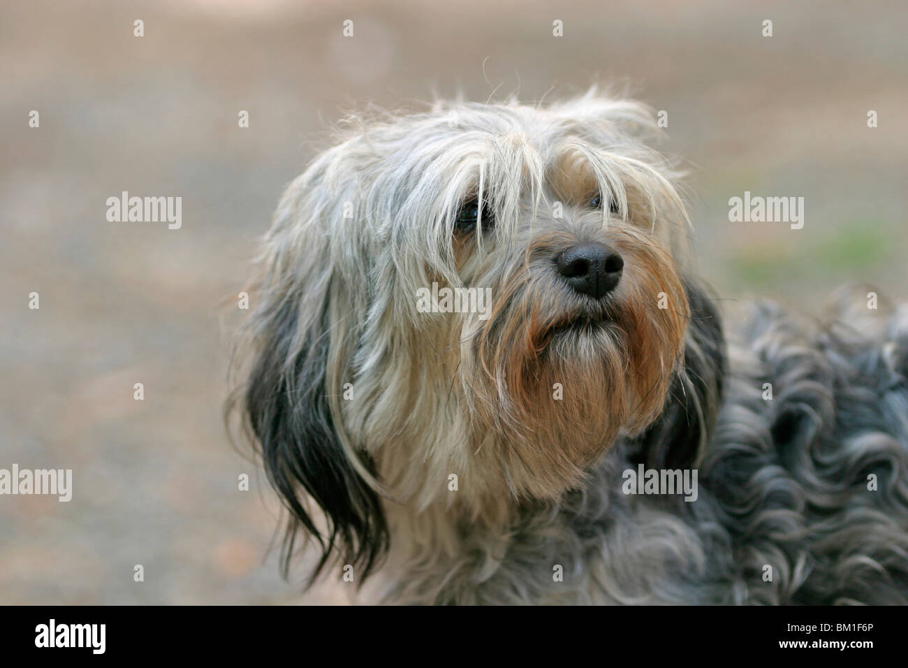 Bolonka Zwetna Portrait Stock Photo - Alamy