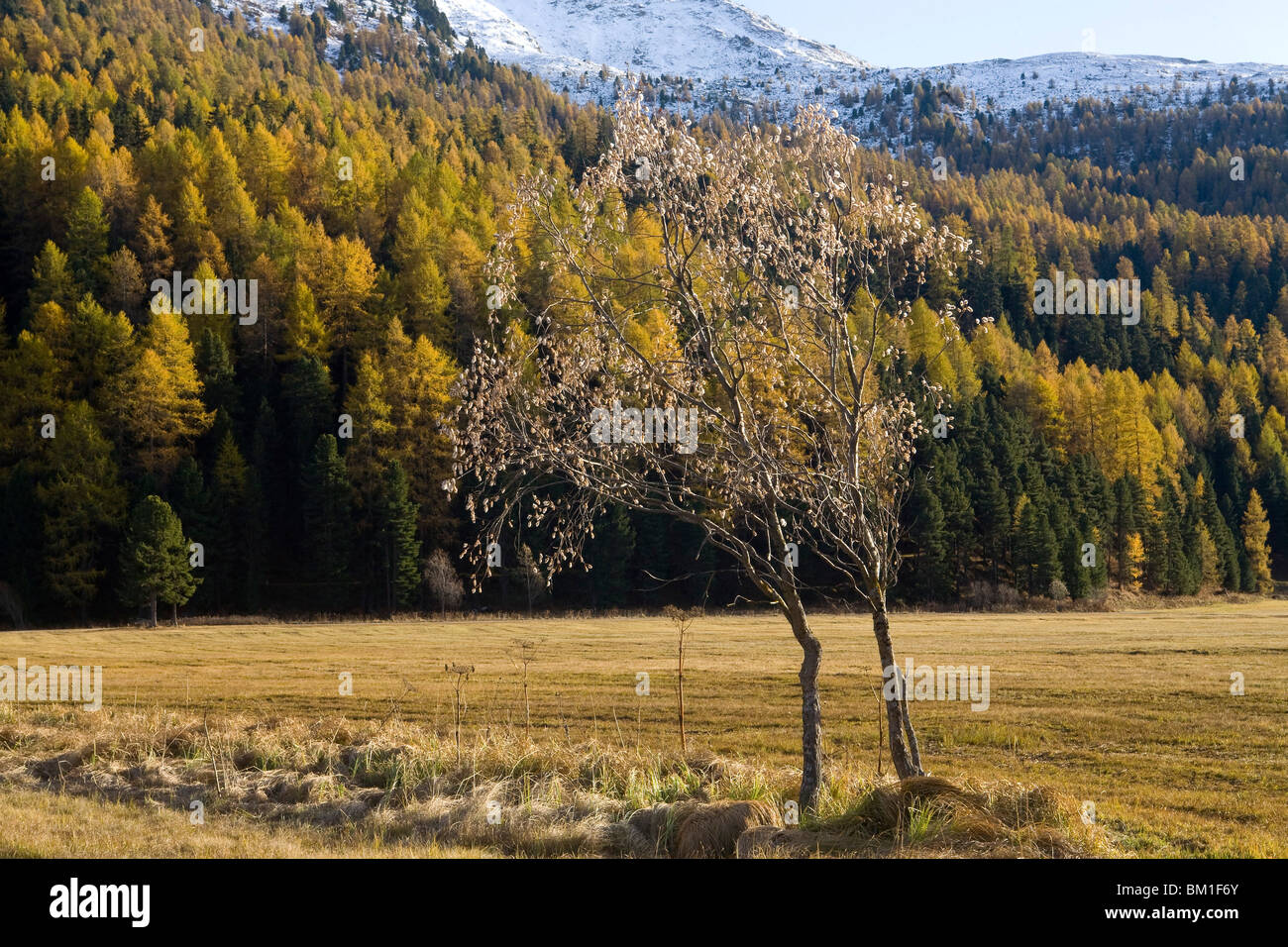 Engadina hi-res stock photography and images - Alamy