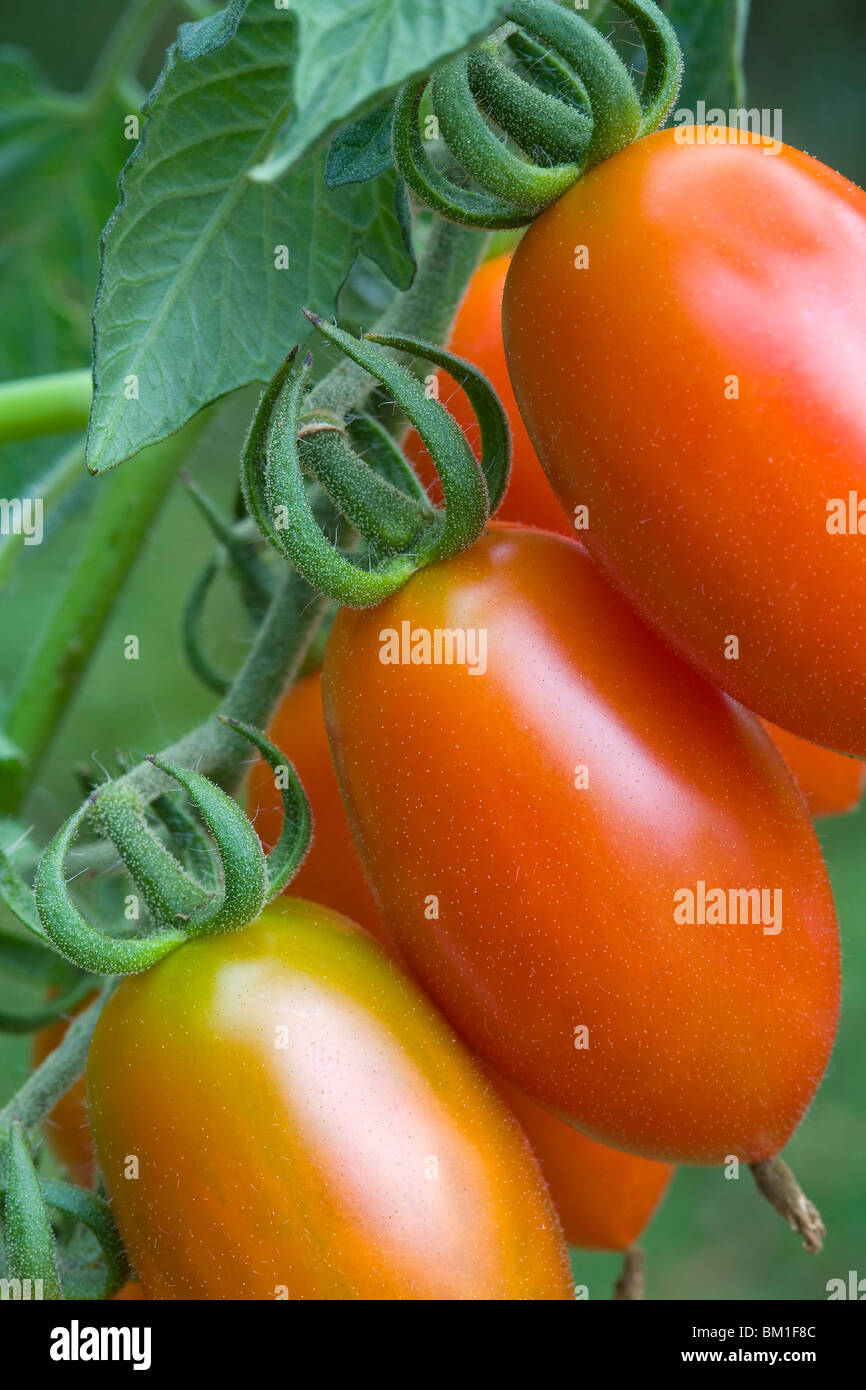 Pomodoro "Datterino", cocktail tomato, pomodoro cocktail Stock Photo ...