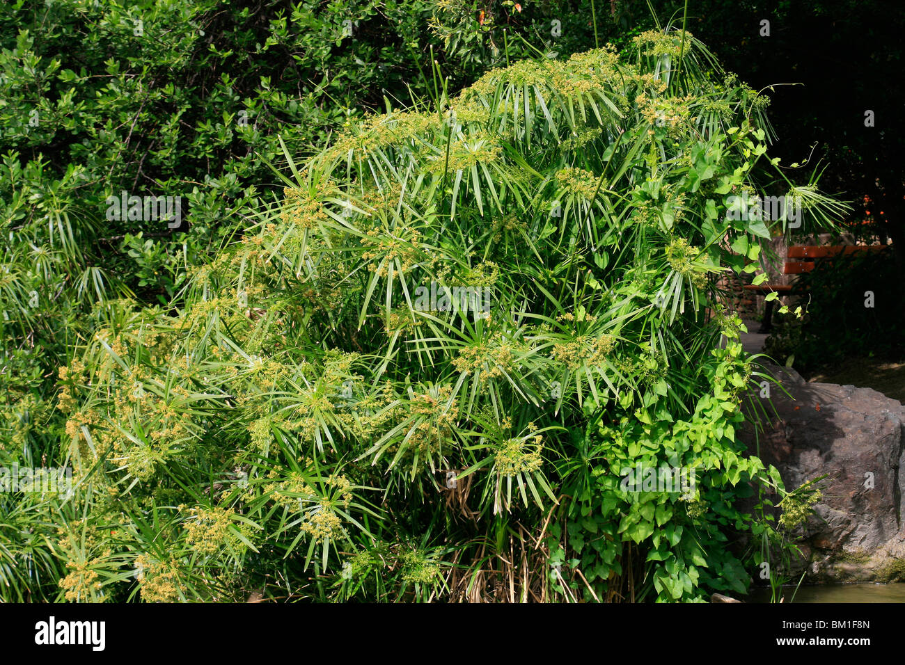Cyperus alternifolius, umbrella plant Stock Photo - Alamy