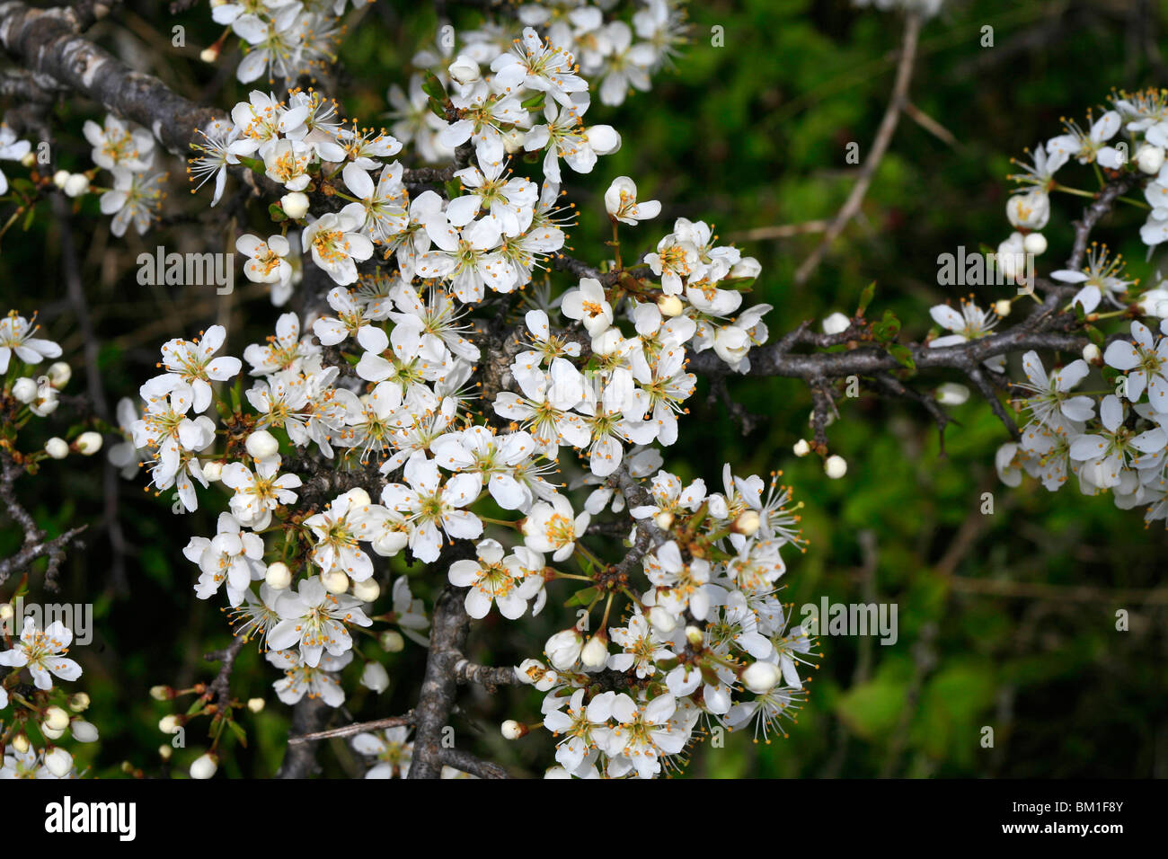 Pruno hi-res stock photography and images - Alamy