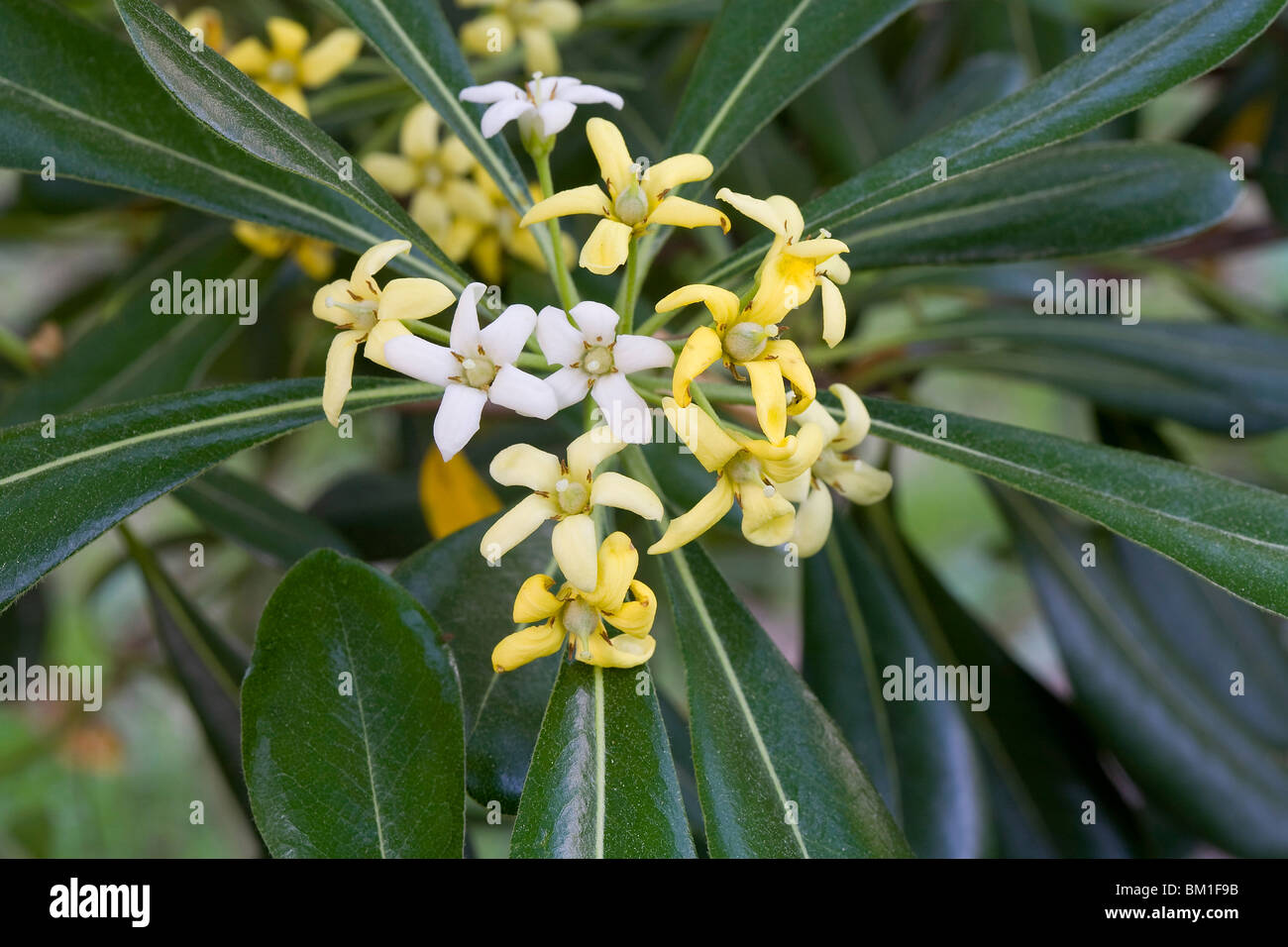 Pittosporum Tobira Stock Photos & Pittosporum Tobira Stock Images - Alamy