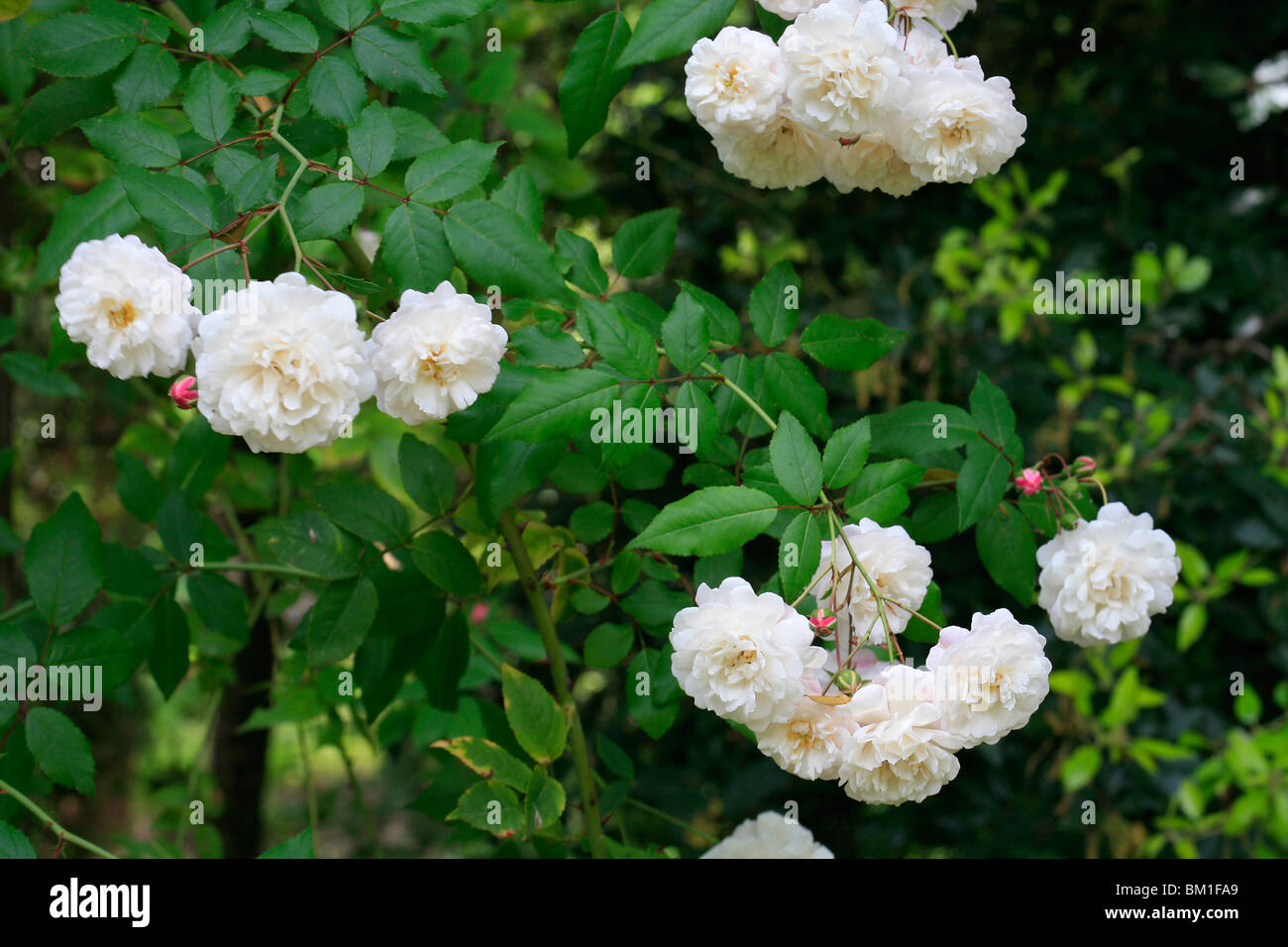 Rosa sarmentosa "Felicitè et Perpètue", climbing rose Stock Photo - Alamy