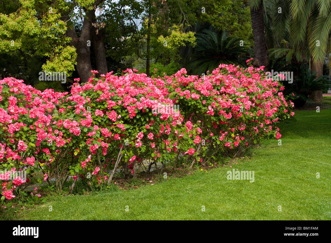 Rosa floribunda "Keep in Touch", floribunda rose Stock Photo - Alamy