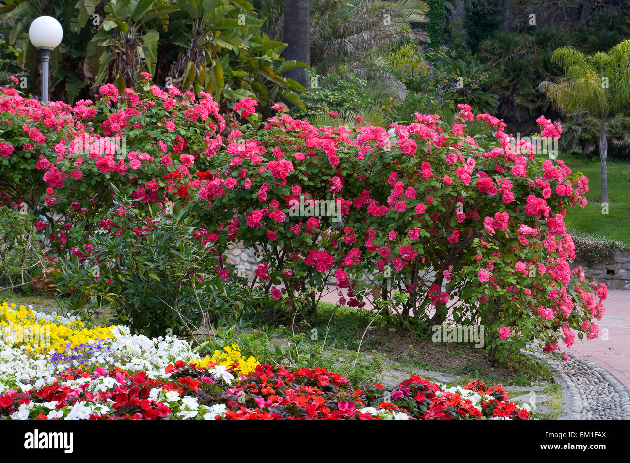 Rosa floribunda "Keep in Touch", floribunda rose Stock Photo - Alamy
