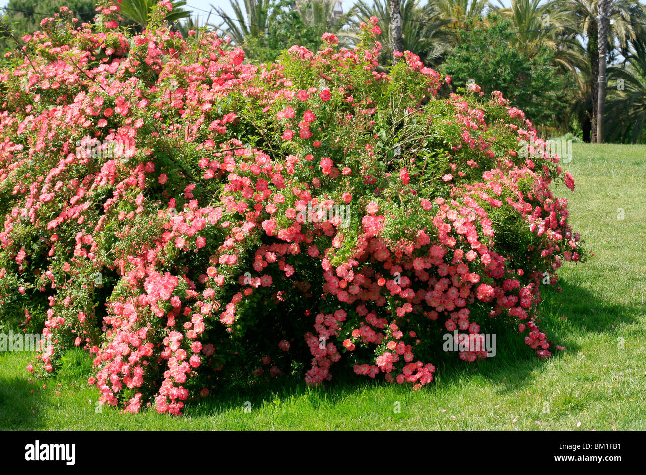 Rosa ground-cover "Ferdy", ground-cover rose Stock Photo - Alamy