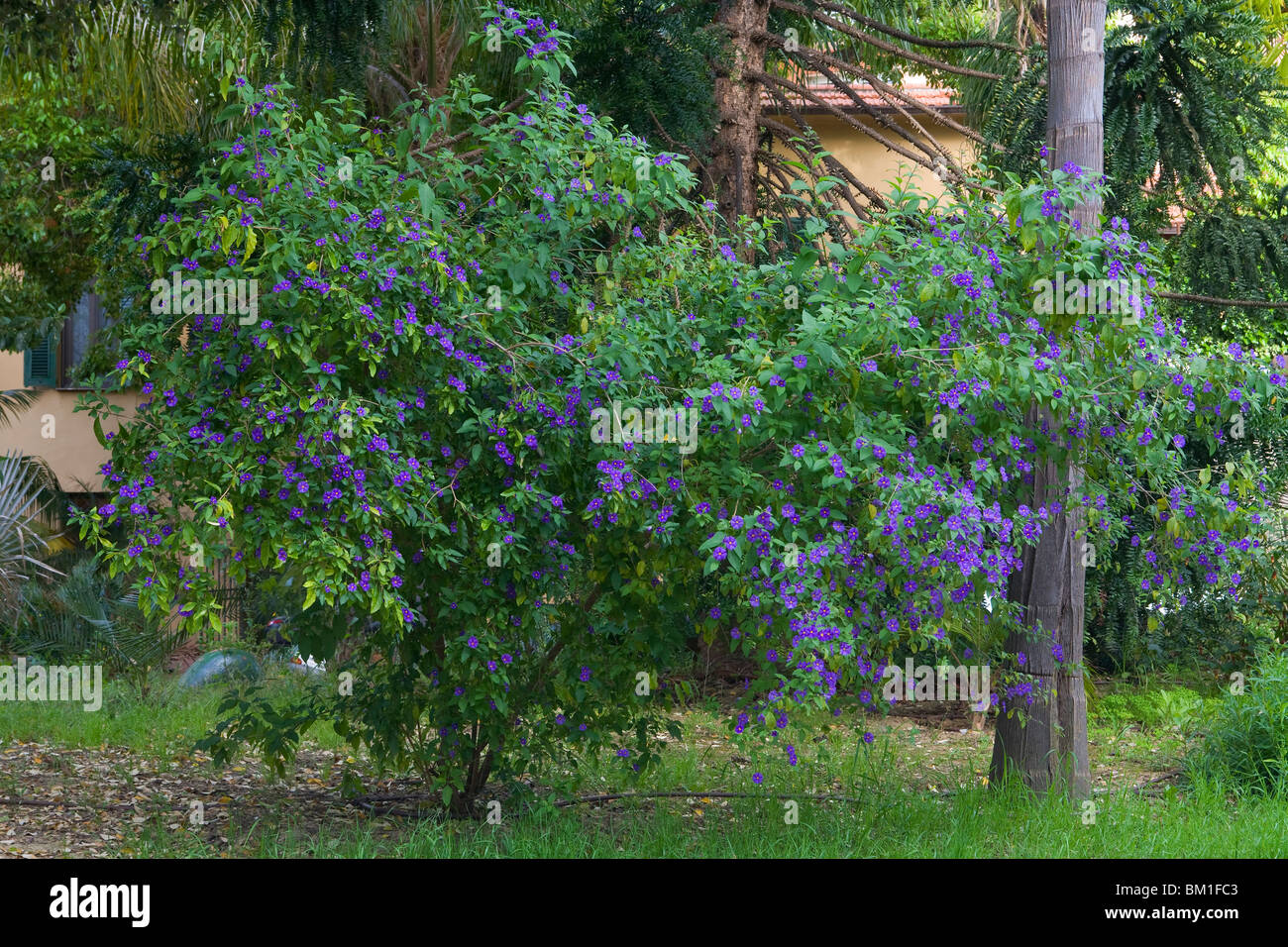 Solanum rantonnetii, blue potato bush Stock Photo: 29537539 - Alamy