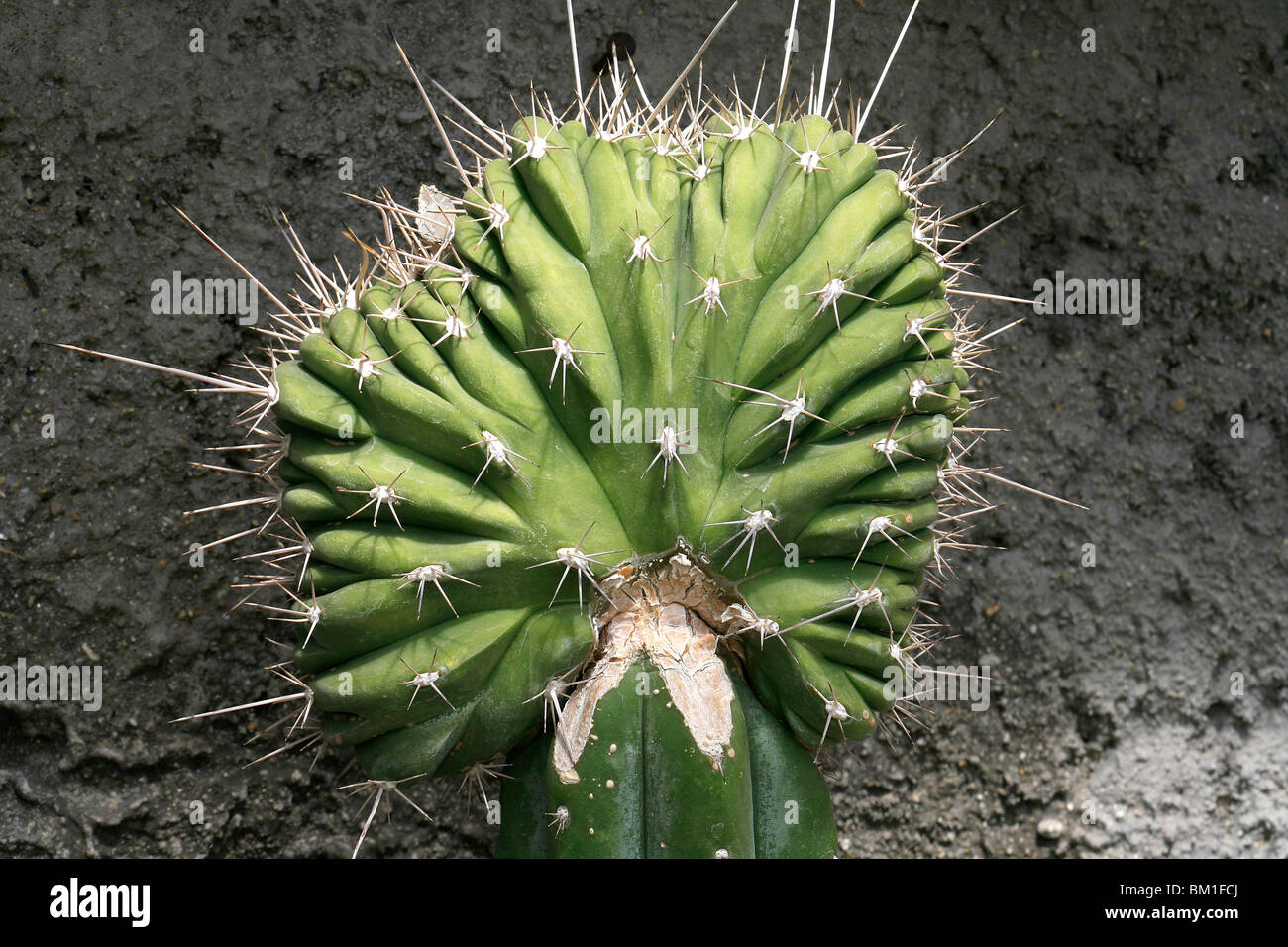 Stetsonia coryne "Cristata", crested cactus Stock Photo - Alamy