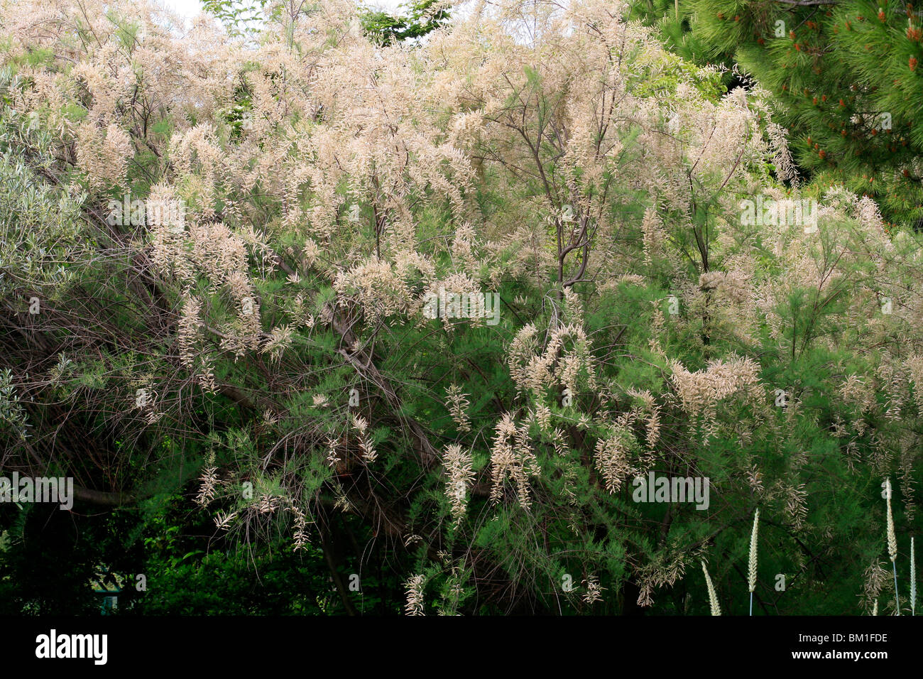 Tamarix parviflora, smallflower tamarisk, tamerice Stock Photo - Alamy