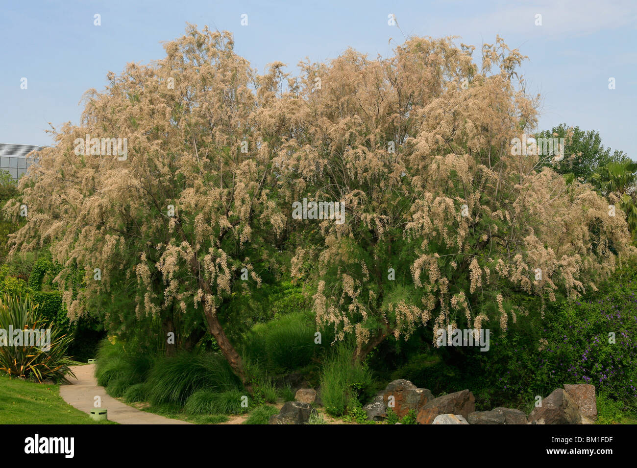 Tamarix parviflora, smallflower tamarisk, tamerice Stock Photo - Alamy