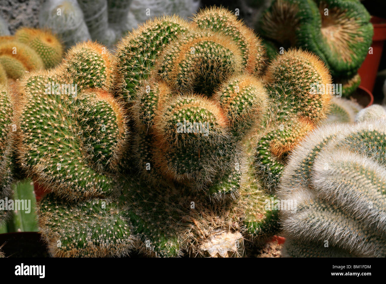 Trichocereus strigosus "Cristata", crested cactus, cactus crestato ...