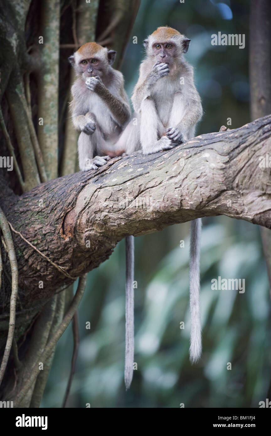 Kuala lumpur animal hi-res stock photography and images - Alamy