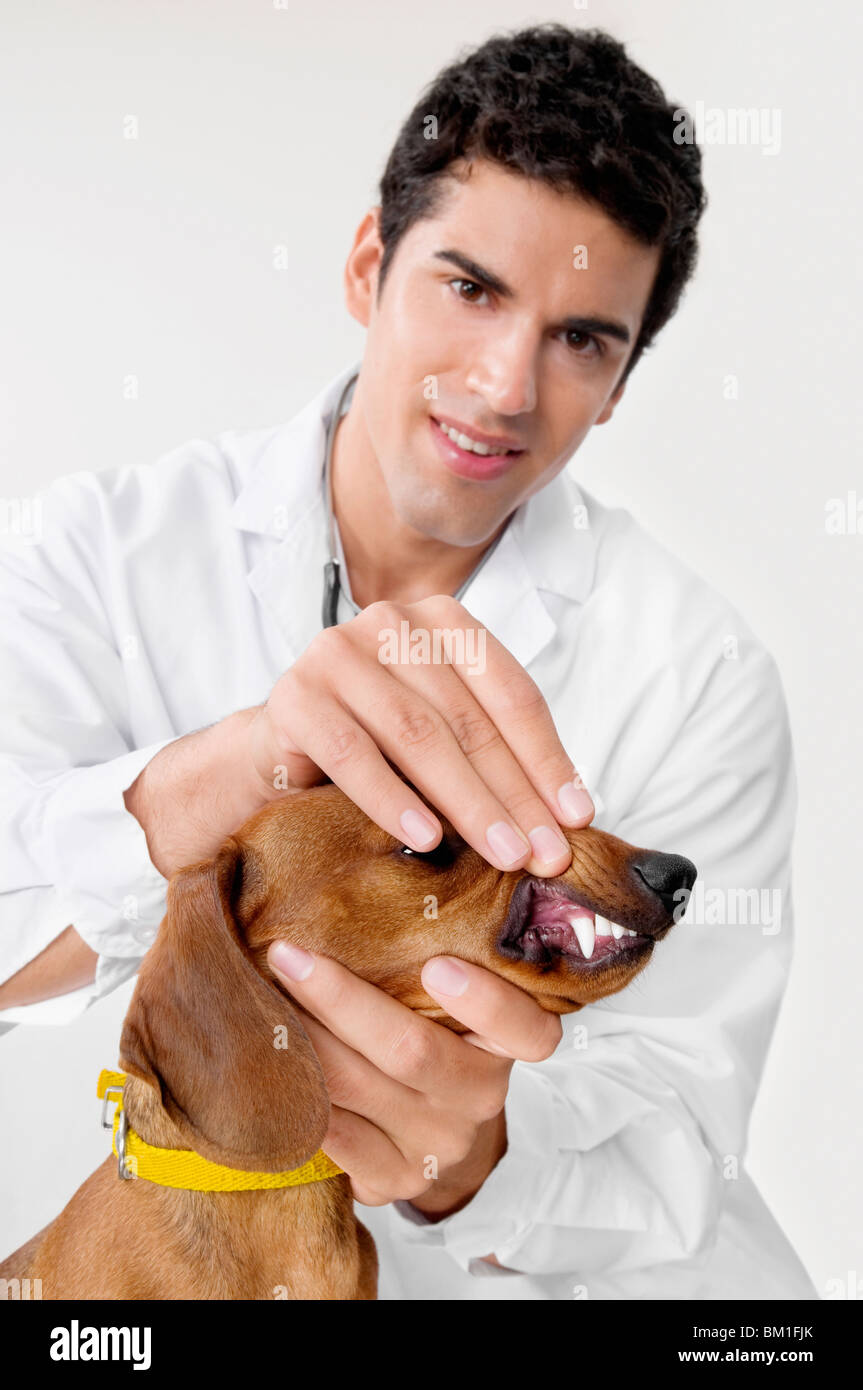 Vet examining a dog Stock Photo - Alamy