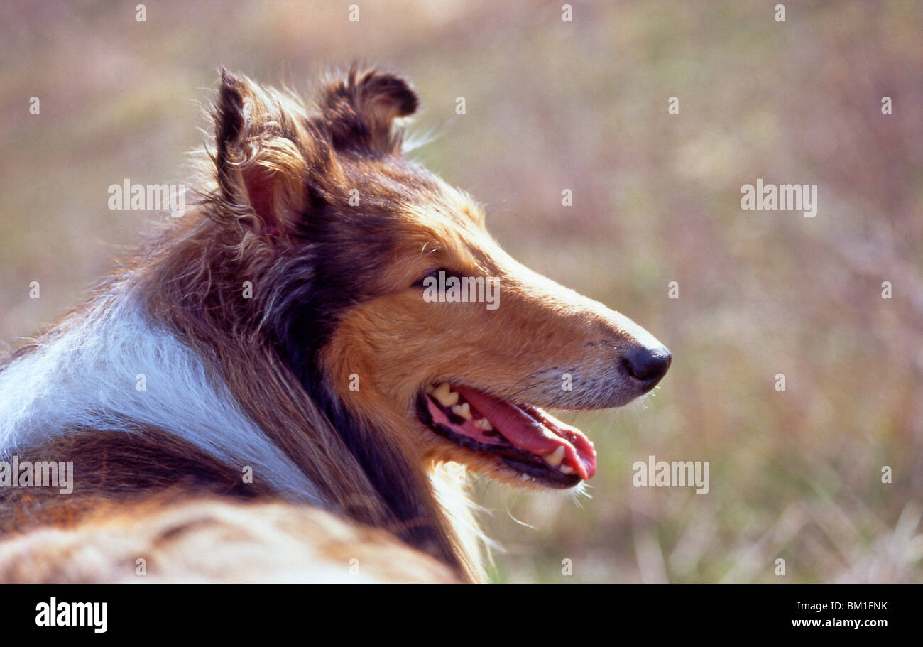 Rough and smooth collie hi-res stock photography and images - Alamy