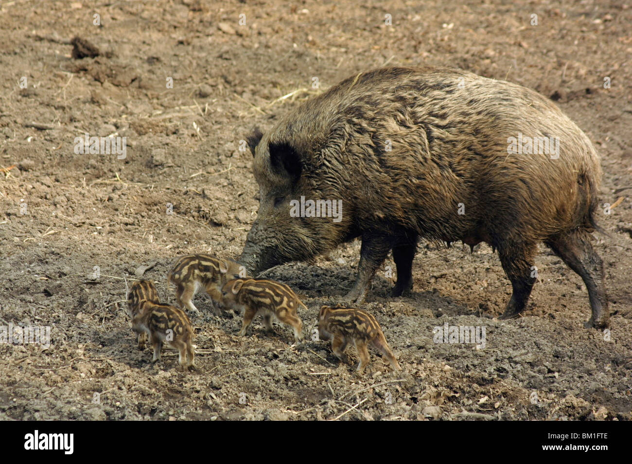 wild boar family Stock Photo - Alamy
